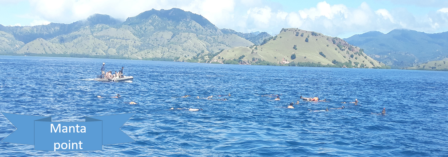 Der Manta Point Komodo bei Komodo Reisen auf Deutsch zum Komodo Park ...